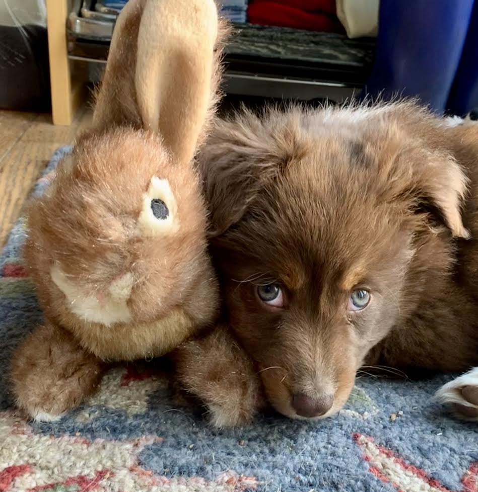 Rabbit Dog Toy | Squeak Dog Toys by Doug's Dog Supplies