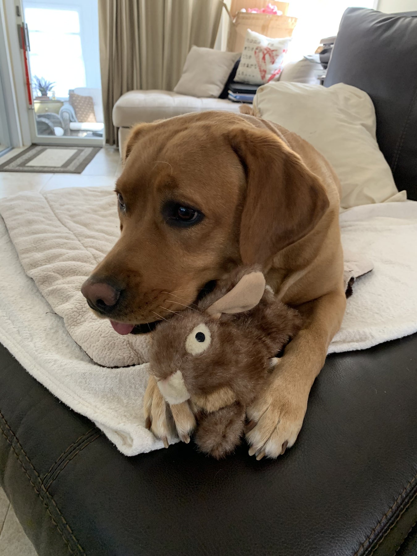 Rabbit Dog Toy | Squeak Dog Toys by Doug's Dog Supplies